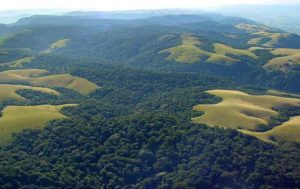 Ongoye Forest | African Jungle Adventures