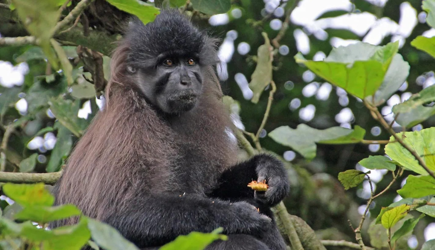List of Primates to See on a Uganda safari | African Jungle Adventures