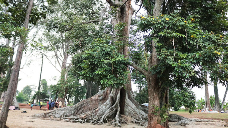 The Ugandan Tourist Attractions You Didn’t Know | African Jungle Adventures