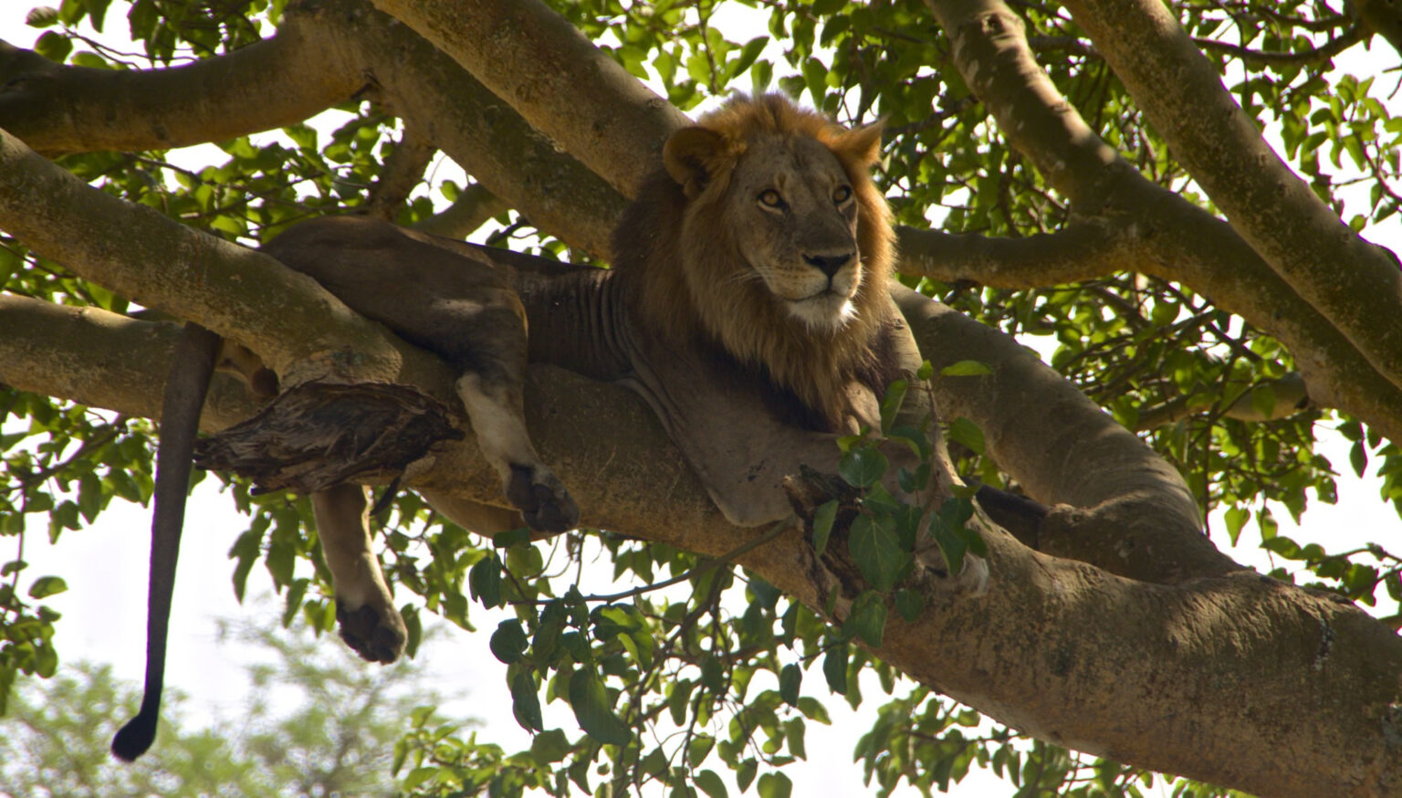 Tree Climbing Lions Safari in Uganda - Ishasha Sector | African Jungle ...
